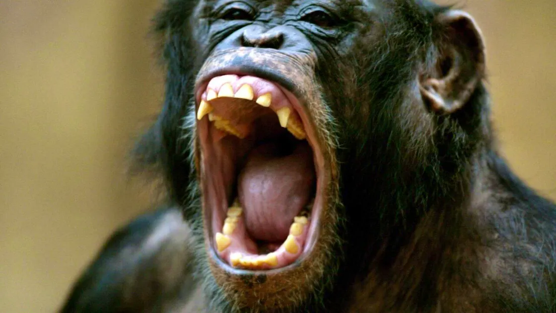Biology: Genome of great ape species fully decoded for the first time ...