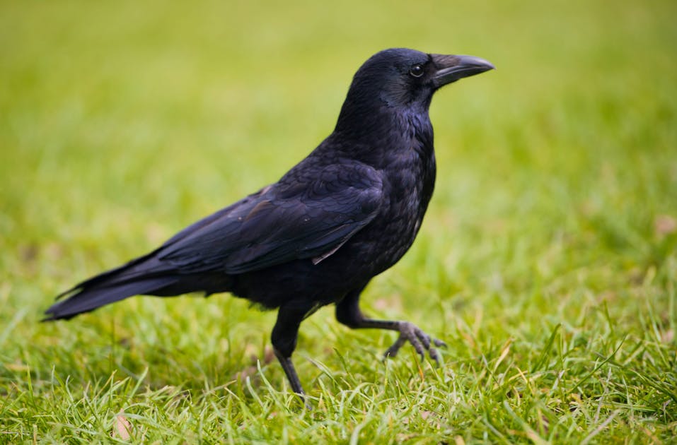 Amazing abilities: Crows recognize geometric shapes and parallel lines ...