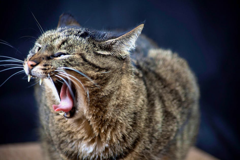 After a complex rescue from the chimney: Büsi bites firefighter ready ...