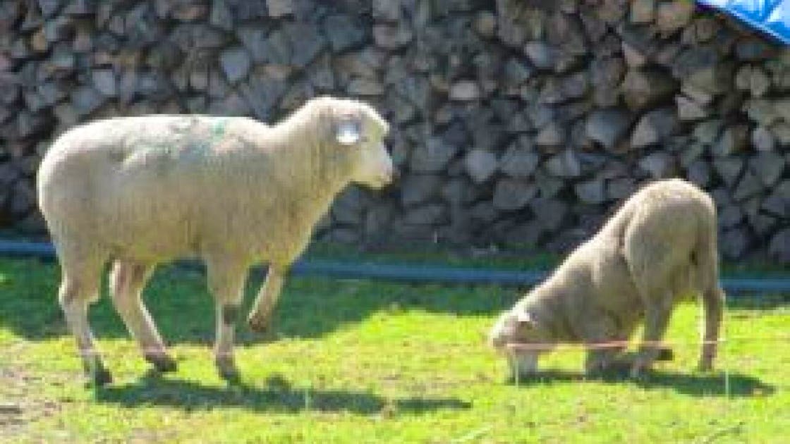 Agriculture: Mottled limp in sheep: infection rate falls to just under ...