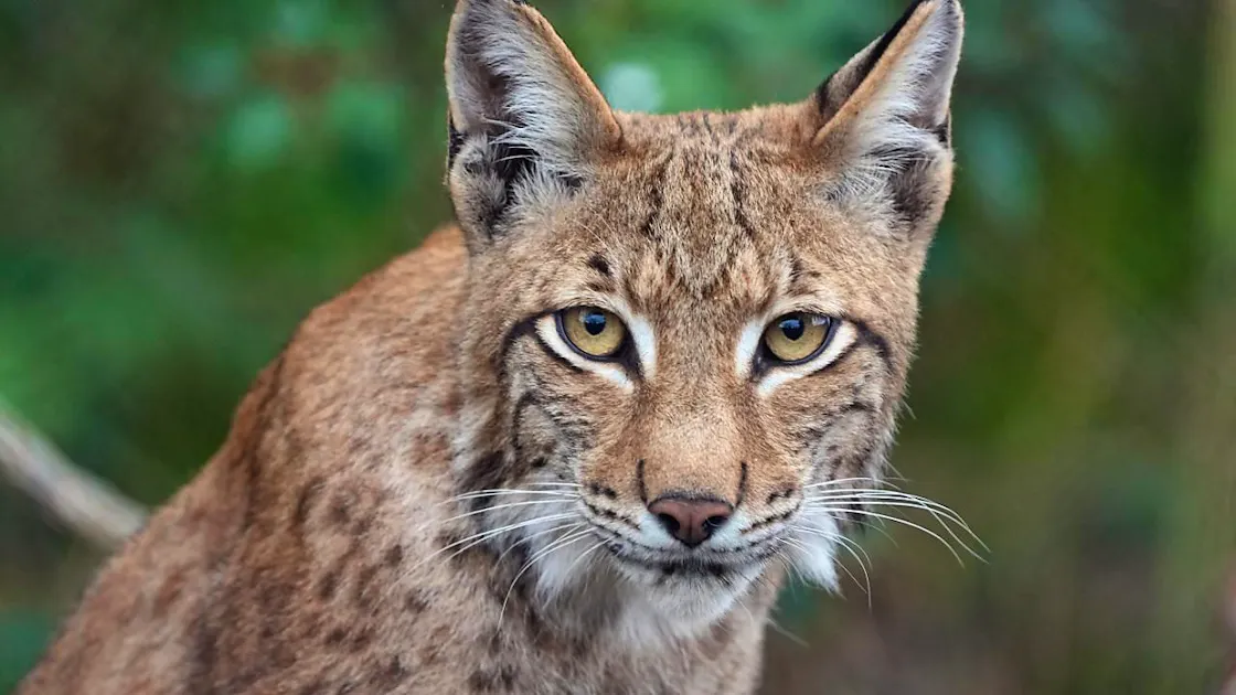 Des inconnues: Variations inexpliquées dans la survie du lynx en Suisse ...