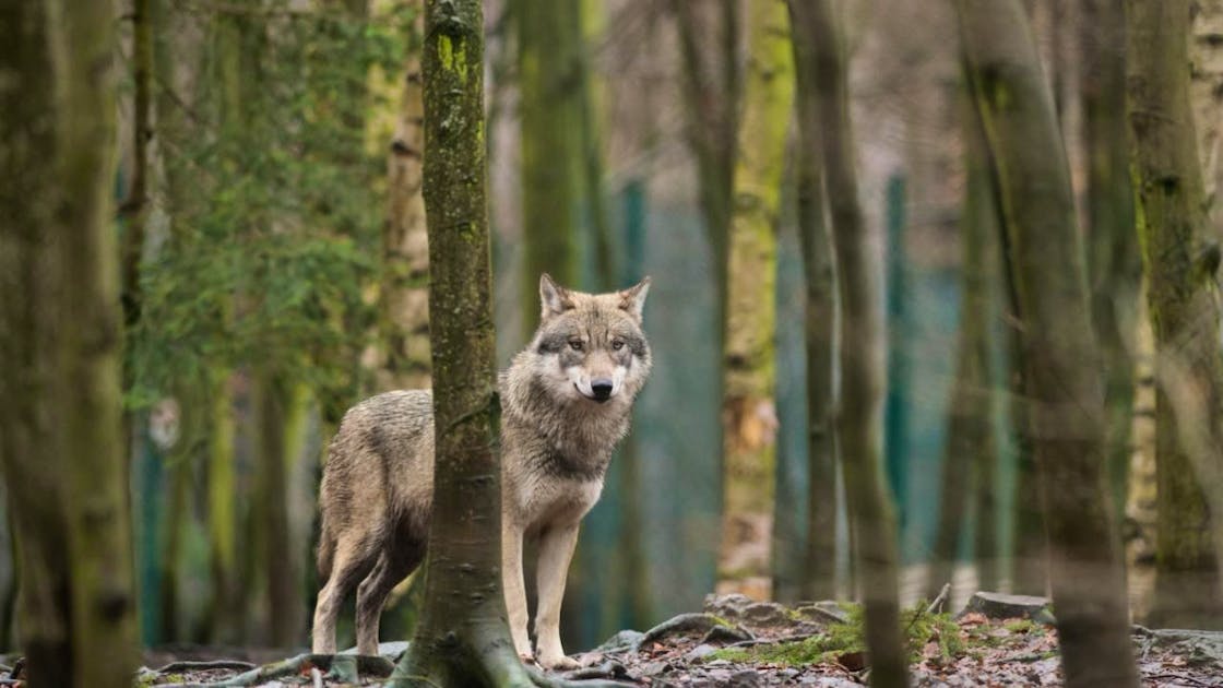 Germany: EU Parliament clears the way for more wolf culls | blue News