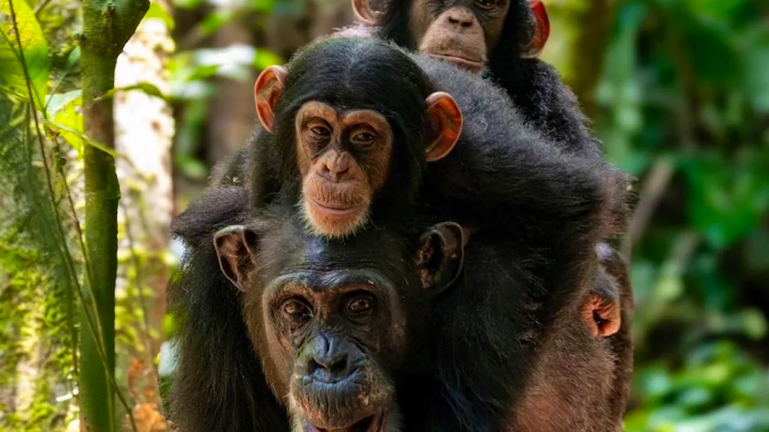 Biology: Chimpanzees, like children, have different types of attachment ...
