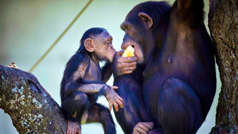 Animal: Chimpanzee mothers shape their offspring in a similar way to ...