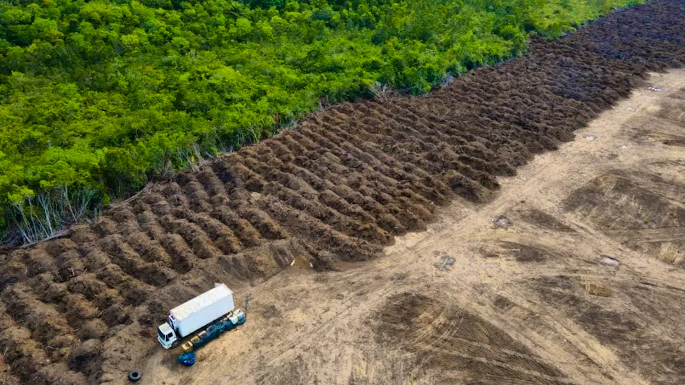 Currently: Deforestation in Brazil down by a third in 2024 | blue News