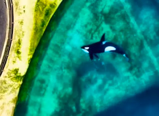 Trapped at a standstill: Green slime, brown water - these orca pictures ...
