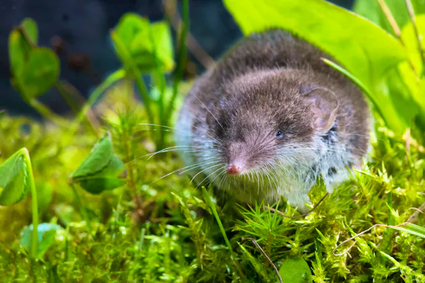 Carrier field shrew: Man in Bavaria died of rare bornavirus | blue News