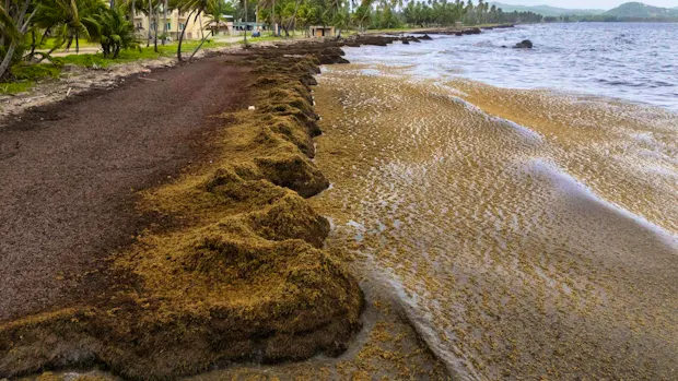 Record amounts of algae are burying Caribbean beaches | blue News
