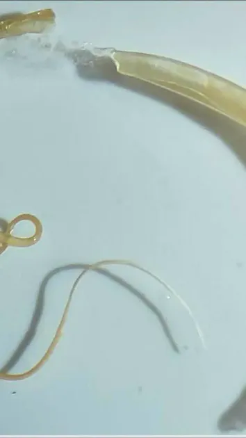 Knowledge: Research team at the Tropical Institute discovers new ...