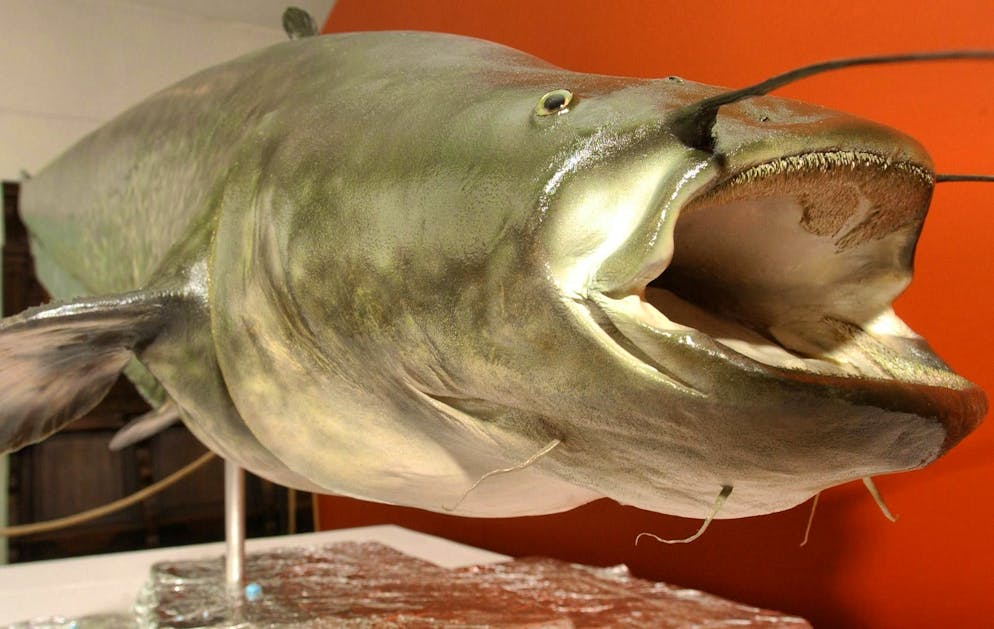 Police officer shoots aggressive two-meter fish | blue News