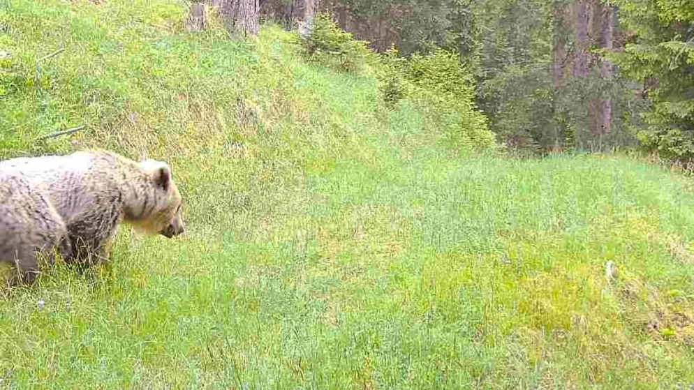 Dopo tre anni l'orso torna a uccidere in Bassa Engadina | blue News