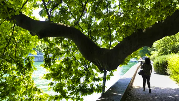 Climate: Trees cool cities better than previously assumed | blue News