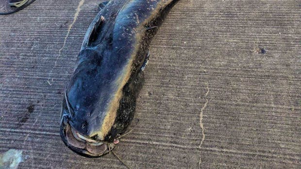 Another catfish attack - at the same Bavarian bathing lake | blue News