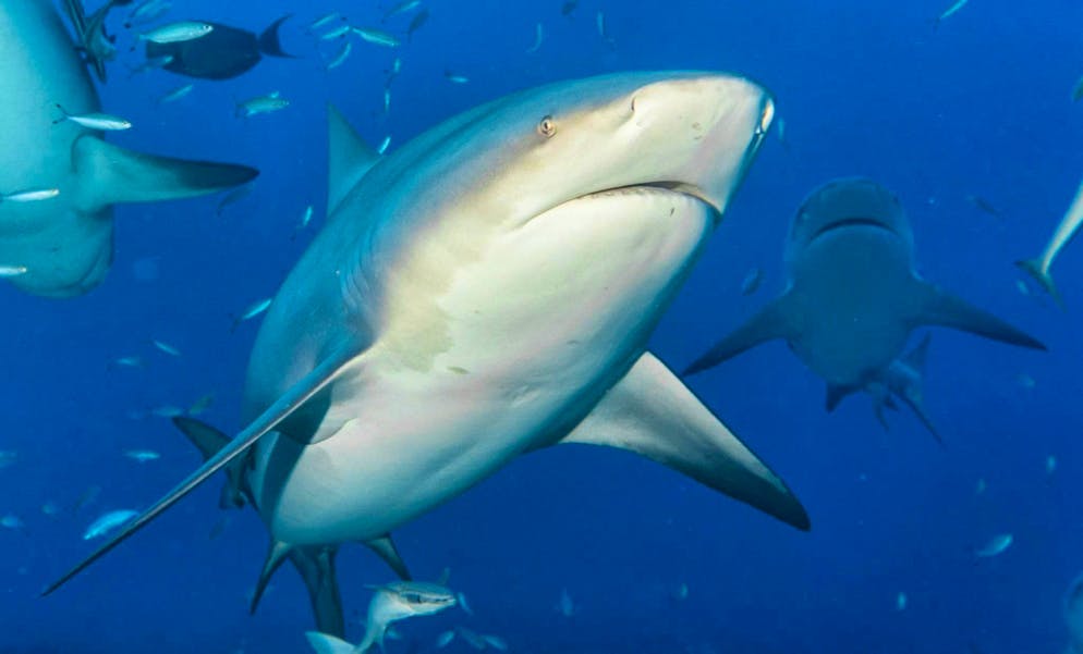 Swiss woman (25) dies after attack: Swiss woman (25) dies in shark ...