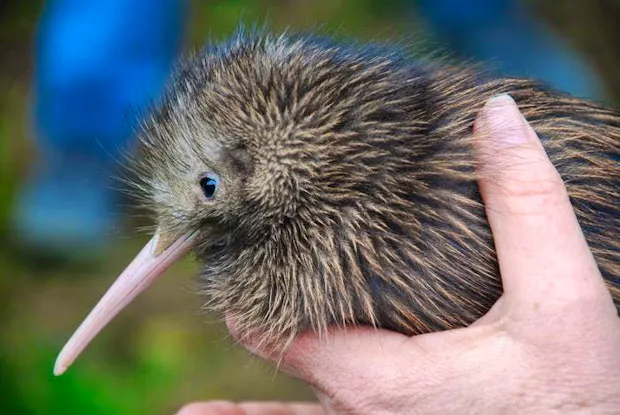 Sensational find: Considered extinct - rare kiwi bird rediscovered ...