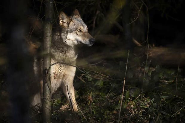 Ecco dove: Primo caso accertato di un lupo ibrido in Ticino | blue News