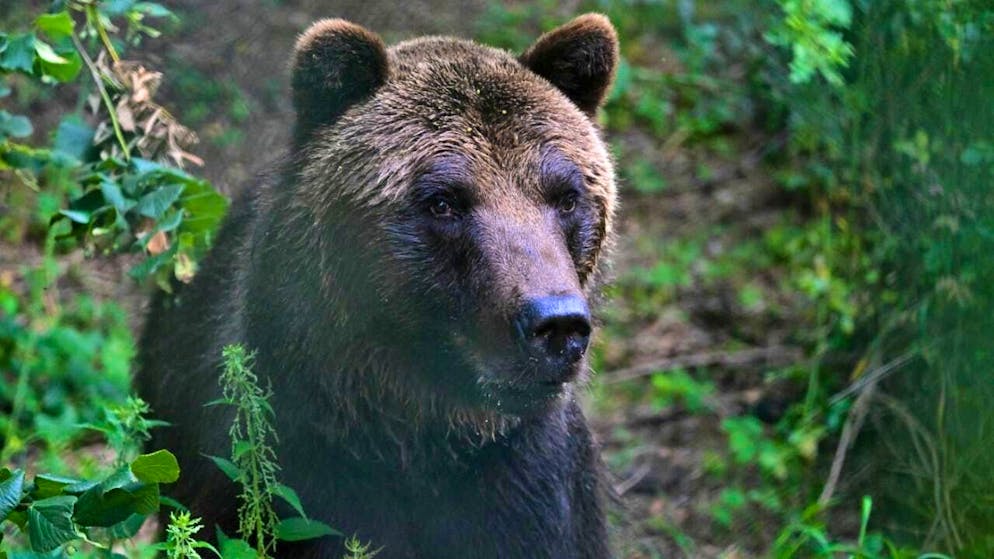 Predators: Bears have been wandering through Switzerland again for ...
