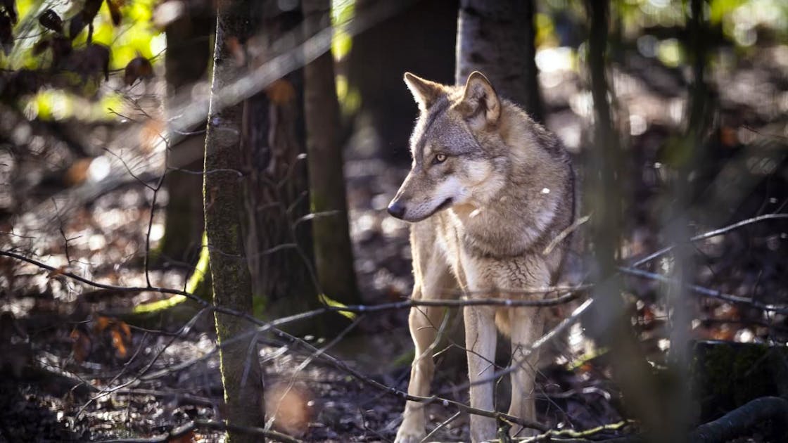 Grandi predatori: GR: lupo uccide asino a nord di Mesocco, non è la prima volta | blue News
