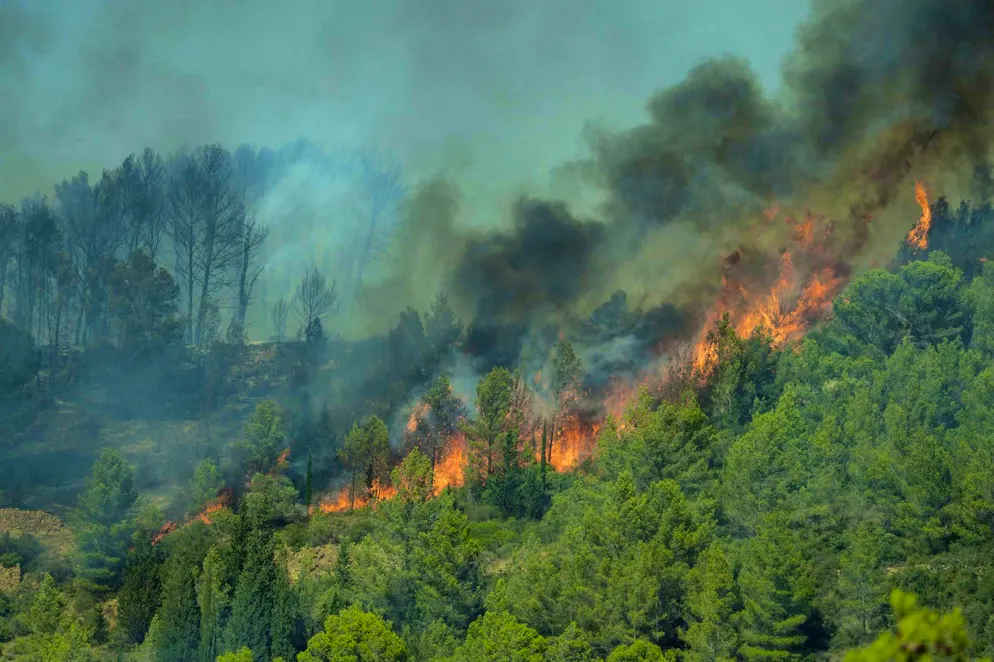 Dozens of houses evacuated: Huge forest fire rages in southern France ...
