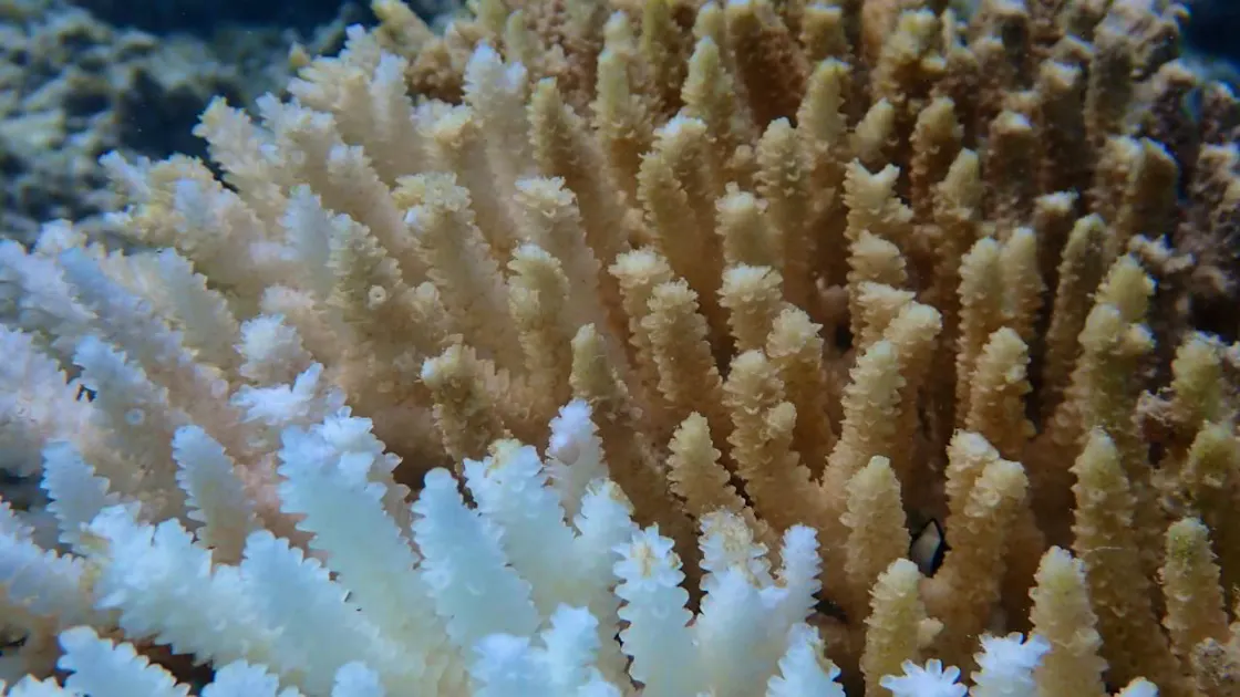 Latest news: Heat stress: Record coral bleaching off Western Australia ...