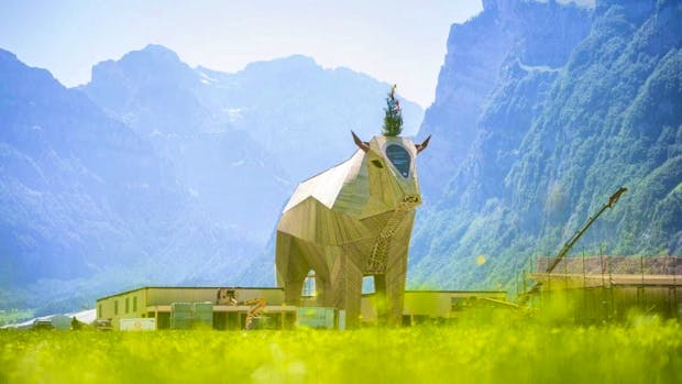 Esaf 2025: Esaf wooden muni Max to stay in Glarus after the wrestling ...