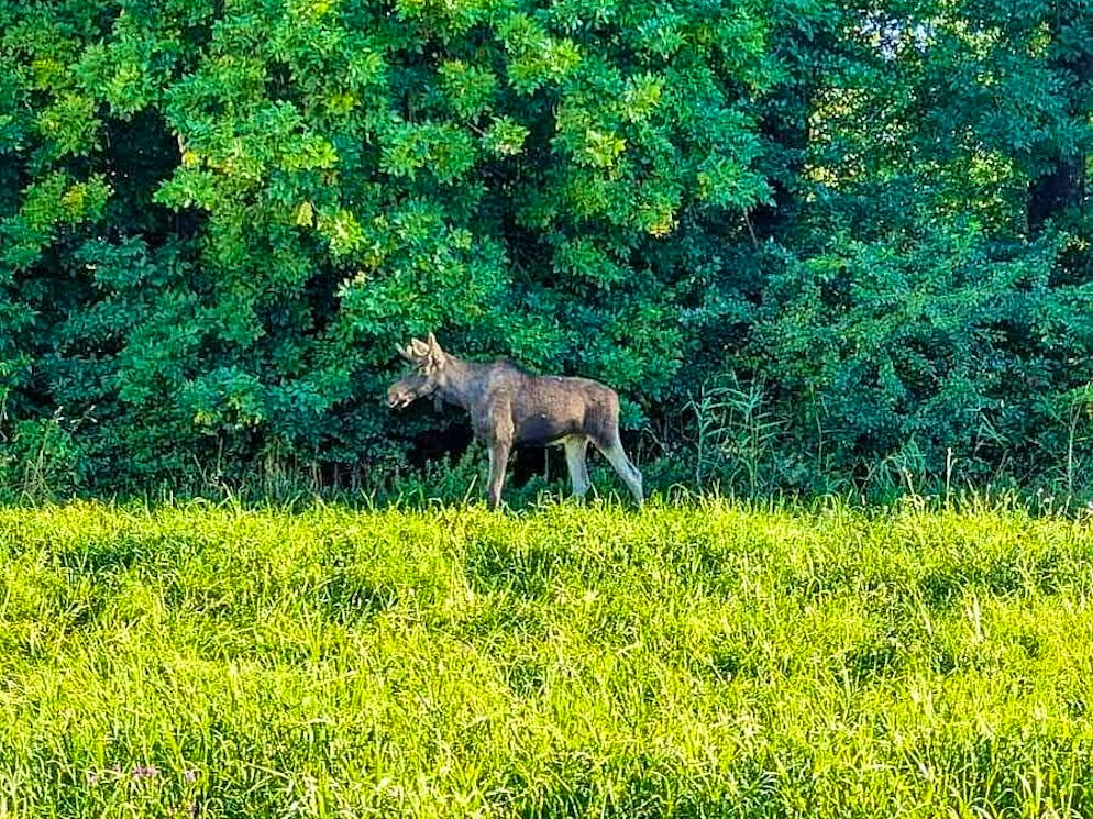 The whole of Austria is chasing a moose - now it has disappeared ...
