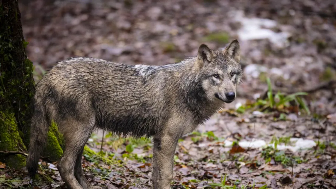 Tier wird forensisch untersucht: Toter Wolf mit Schusswunde im Puschlav ...