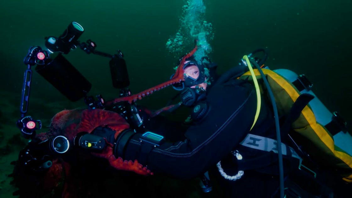 Giant octopus goes viral: It kisses the camera, then strokes the diver ...