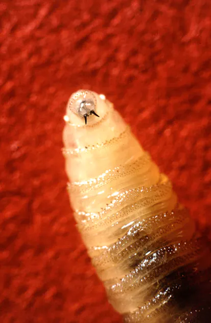 Killer parasite detected in the USA - farmers fear severe damage | blue ...
