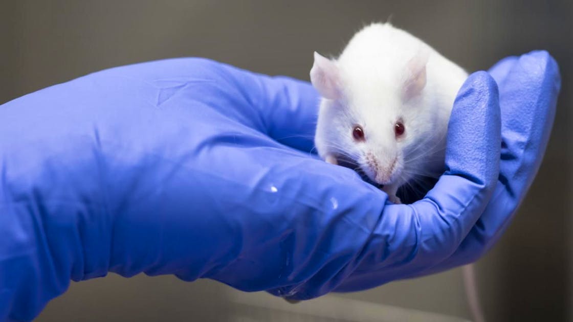 Brain research: Research team creates precise map of an active mouse ...