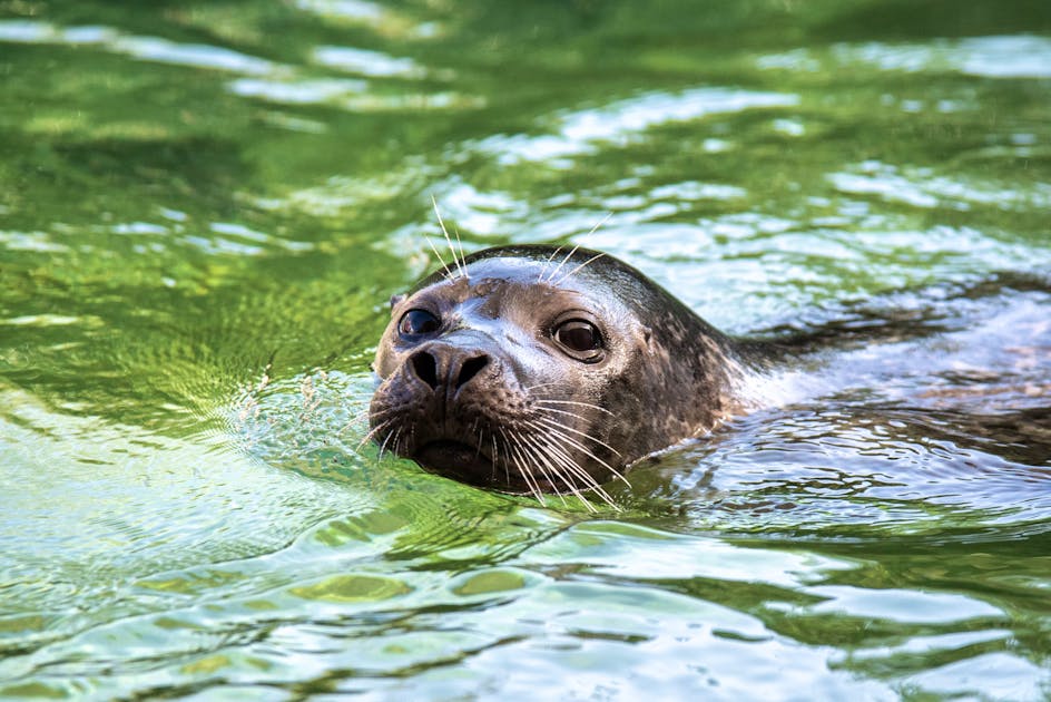 Passed away unexpectedly: Great sadness in Bern - "Saluk" the seal is ...