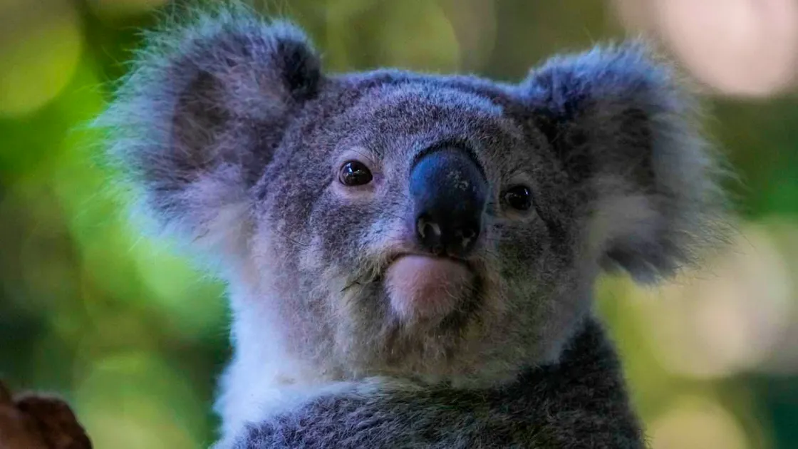 L'Australie multiplie les zones refuges pour sauver les koalas | blue News