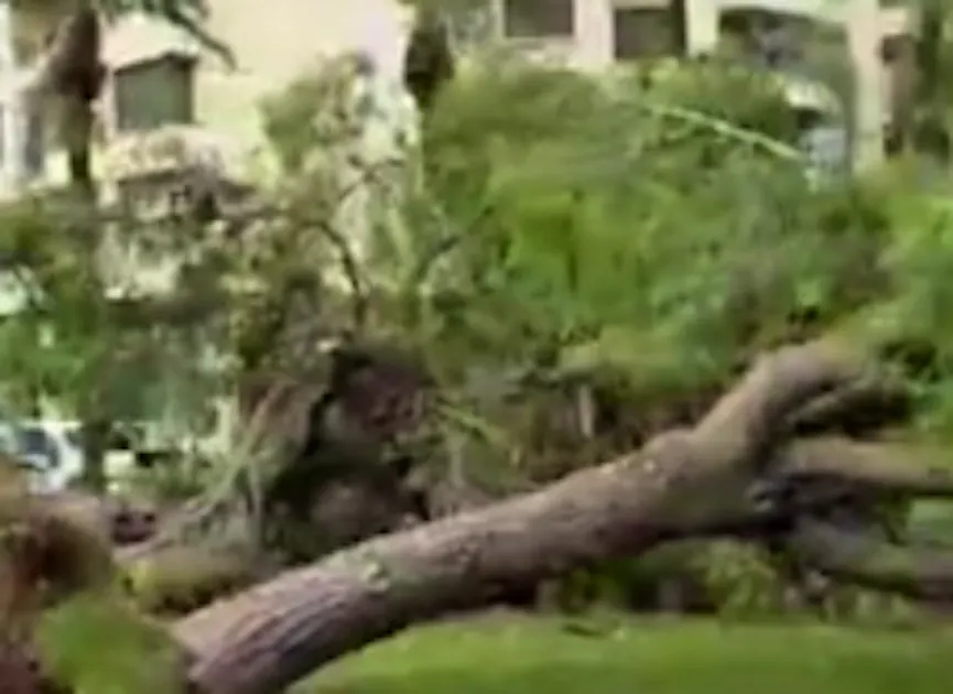 Trees uprooted, cellars flooded: Extreme storms rage on Mallorca ...