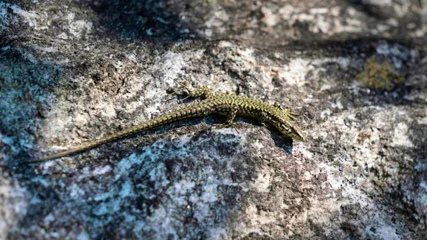 Paleontology: Researchers discover oldest ancestor of the lizard | blue ...