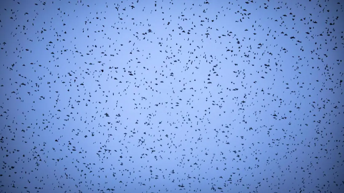 Curiosities: The ornithological station uses a new model to predict ...