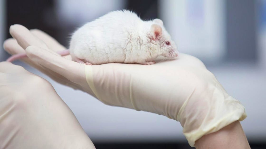 Public service: Sharp decline in animal experiments in Switzerland in ...