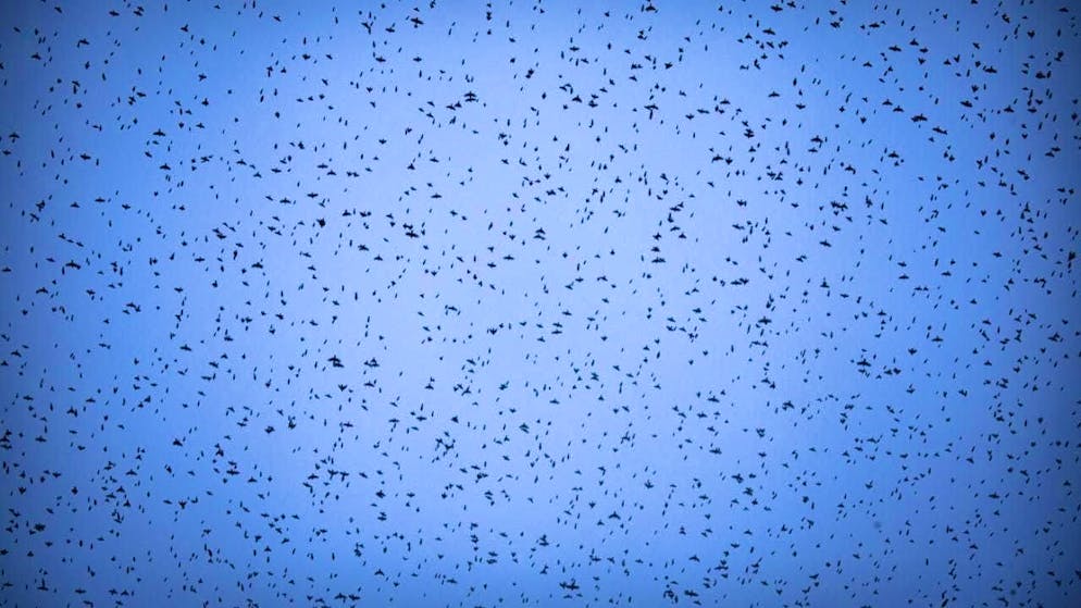 Curiosities: The ornithological station uses a new model to predict ...