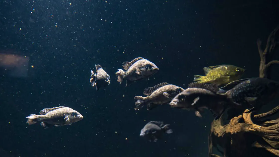 Evolution: Fingers evolved from genetic blueprints of fish cloaca ...