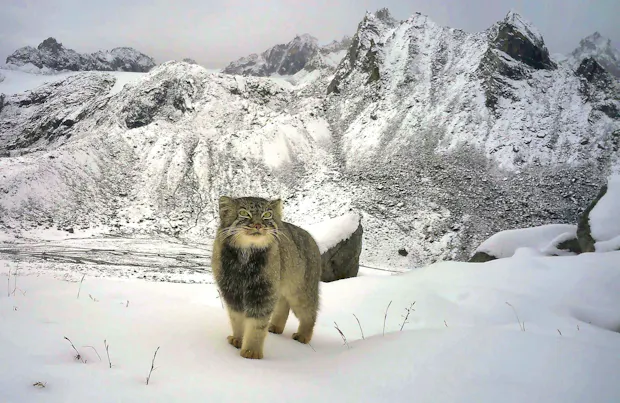 Images published: WWF discovers rare Manul cat for the first time in ...
