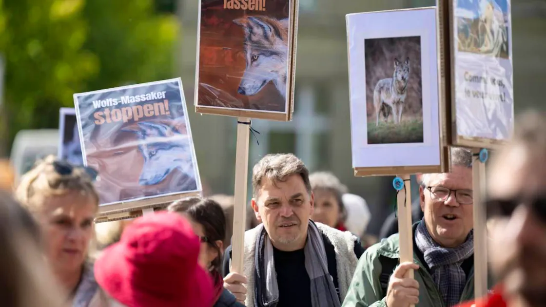Demonstration: Hundreds demonstrate in Bern against wolf culls | blue News