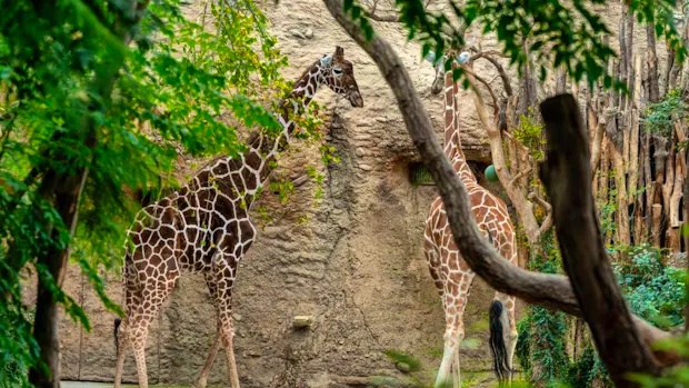 Animal world: Giraffe bull Obi now roams the savannah at Zurich Zoo ...