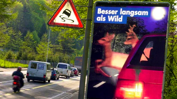 Road traffic: Risk of collision with wild animals is particularly high ...