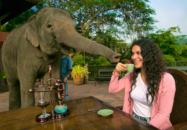 Fun facts about favorite drink: The world's most expensive coffee is ...