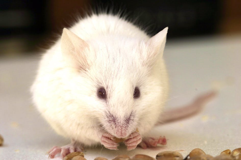 Drugs, moldy food: Man kept mice in miserable conditions - penalty ...