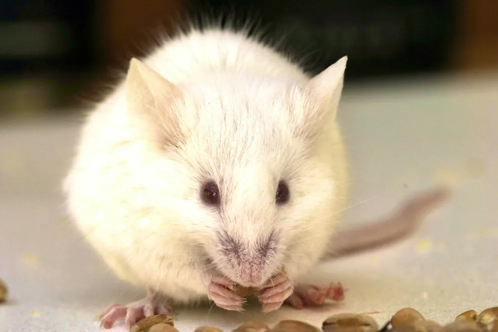 Drugs, moldy food: Man kept mice in miserable conditions - penalty ...