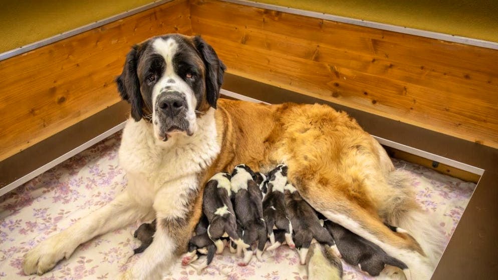 Animal world: Offspring in Barryland can be observed via webcam | blue News