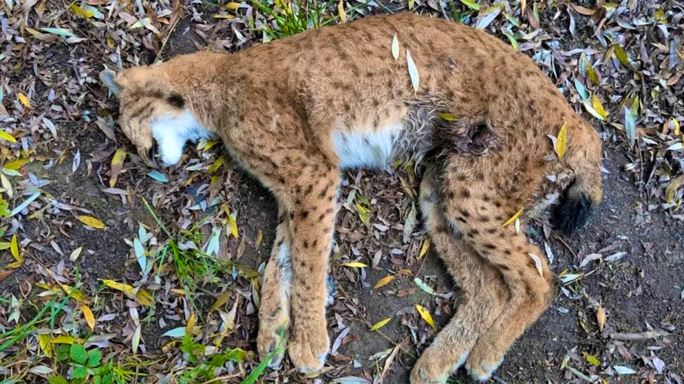 Poaching: Unknown poachers poach female lynx in the canton of Fribourg ...