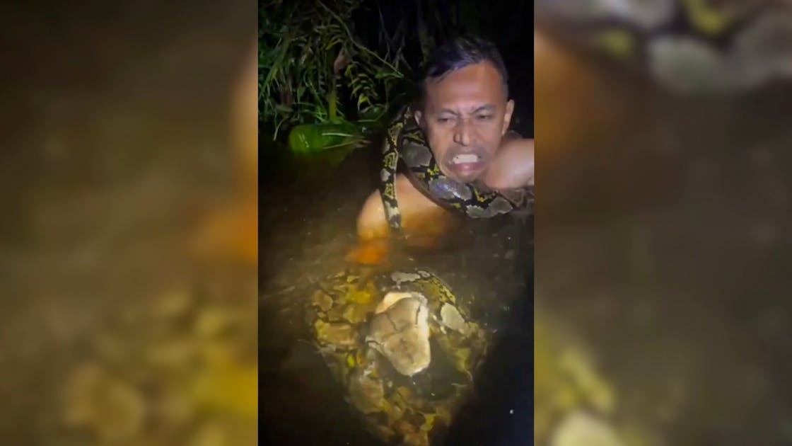 Snake attack in Borneo: Six-meter python wraps itself around a man's ...