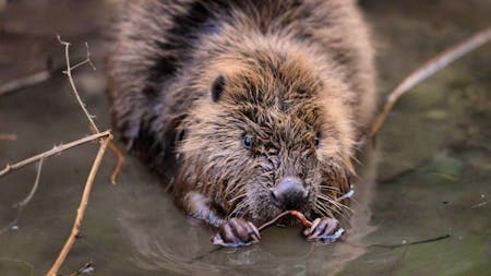 Ecology: Beavers create habitats for bats | blue News