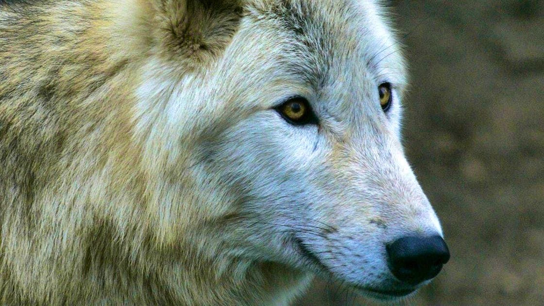 Osservato un lupo mentre usa strumenti «umani» per pescare, ecco il video | blue News